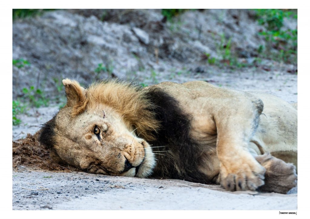 Lion Roll - Timothy Griesel